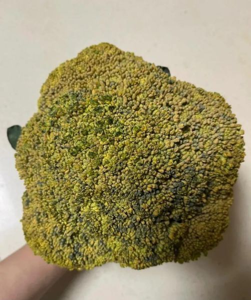 西兰花出黄籽还能吃吗_西兰花变黄了怎么处理-第1张图片-山城妙识