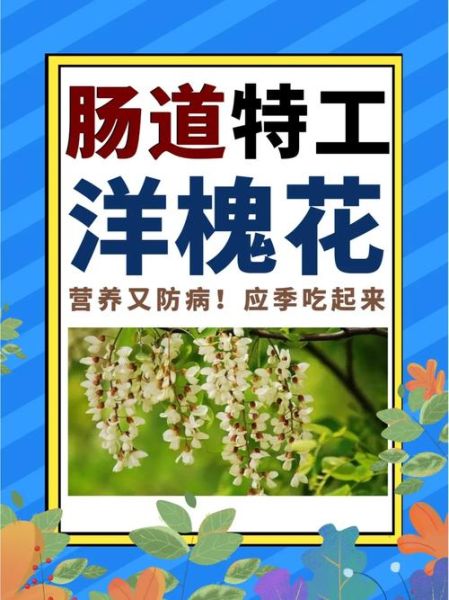洋槐花的功效与作用_洋槐花怎么吃最养生-第3张图片-山城妙识 洋槐花的功效与作用_洋槐花怎么吃最养生-第3张图片-山城妙识