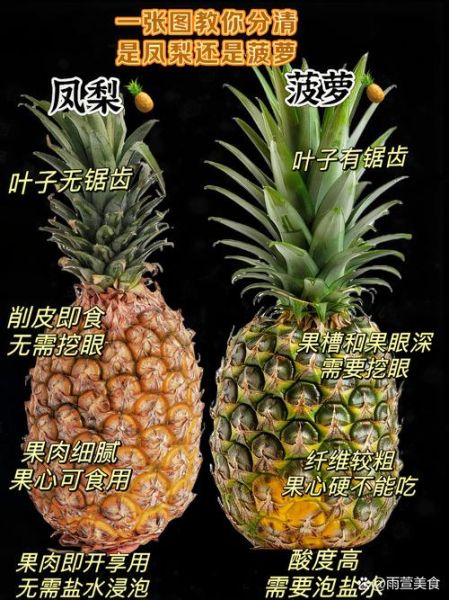 凤梨和菠萝是一个东西吗_区别在哪-第2张图片-山城妙识