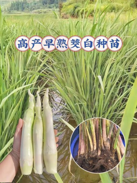 茭白多少钱一斤_茭白价格走势-第3张图片-山城妙识