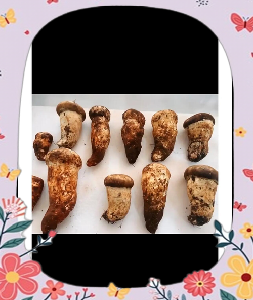 干松茸图片大全_干松茸怎么辨别真假-第3张图片-山城妙识