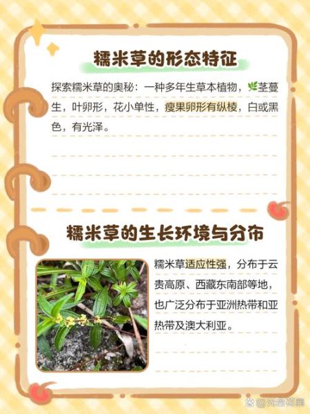 糯米团植物怎么养_糯米团植物有毒吗-第1张图片-山城妙识