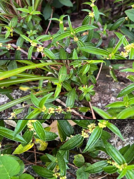 糯米团植物怎么养_糯米团植物有毒吗-第2张图片-山城妙识