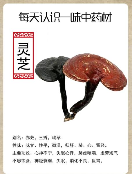 灵芝怎么吃效果最好_灵芝的食用方法有哪些-第2张图片-山城妙识 灵芝怎么吃效果最好_灵芝的食用方法有哪些-第2张图片-山城妙识