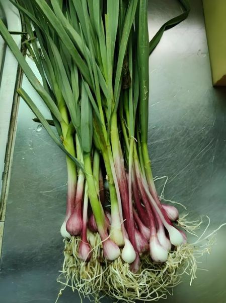 蒜苗怎么保存_蒜苗怎么处理-第3张图片-山城妙识