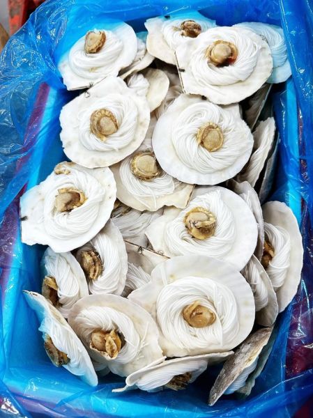 袋装粉丝扇贝直接蒸吗_冷冻扇贝蒸多久才熟-第1张图片-山城妙识