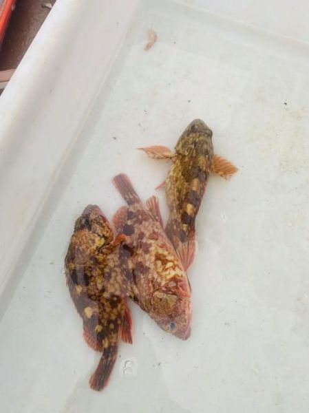 石九公多少钱一斤_石九公价格行情-第3张图片-山城妙识 石九公多少钱一斤_石九公价格行情-第3张图片-山城妙识