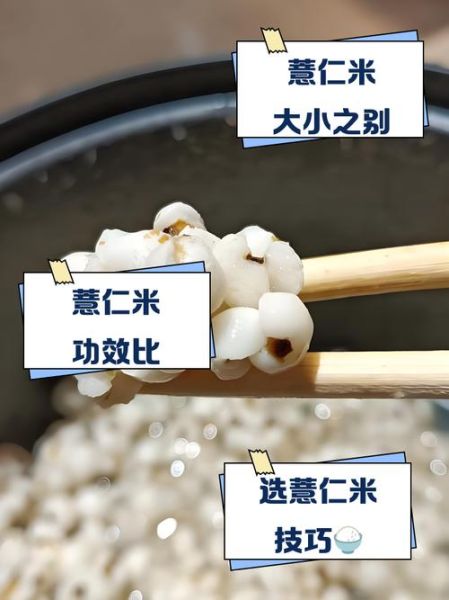 大薏仁米和小薏仁米的区别_功效对比哪个好-第2张图片-山城妙识