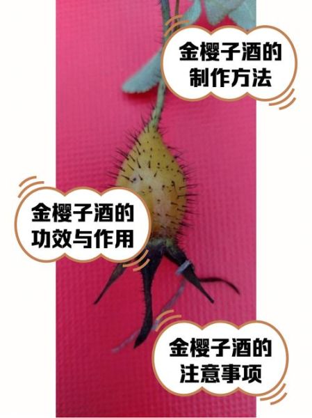 金樱子泡酒配方大全_金樱子泡酒比例是多少-第1张图片-山城妙识 金樱子泡酒配方大全_金樱子泡酒比例是多少-第1张图片-山城妙识