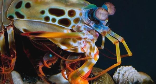 雀尾螳螂虾打碎鱼缸_雀尾螳螂虾攻击力有多强-第3张图片-山城妙识 雀尾螳螂虾打碎鱼缸_雀尾螳螂虾攻击力有多强-第3张图片-山城妙识