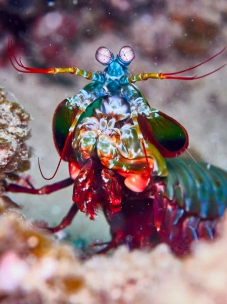 雀尾螳螂虾打碎鱼缸_雀尾螳螂虾攻击力有多强-第2张图片-山城妙识 雀尾螳螂虾打碎鱼缸_雀尾螳螂虾攻击力有多强-第2张图片-山城妙识