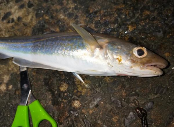 银鳕鱼用什么饵料钓_银鳕鱼钓法技巧-第2张图片-山城妙识