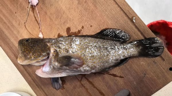 红斑鱼多少钱一斤_红斑鱼图片大全-第3张图片-山城妙识 红斑鱼多少钱一斤_红斑鱼图片大全-第3张图片-山城妙识