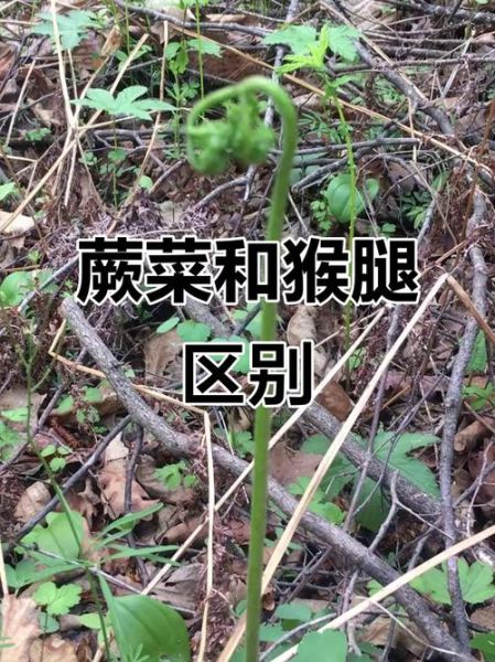 猴腿菜和蕨菜的区别_猴腿菜是蕨菜吗-第1张图片-山城妙识