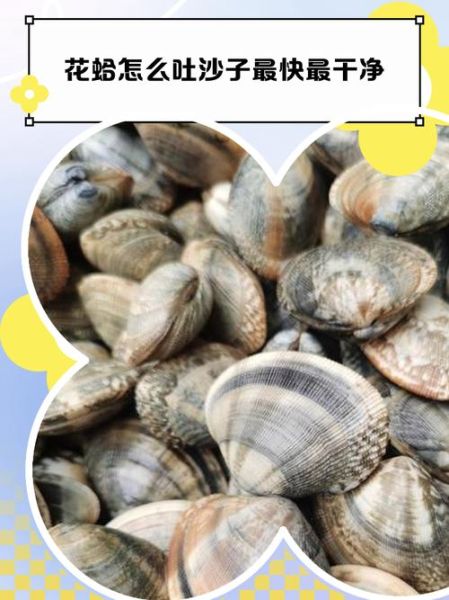 花蛤怎么快速吐沙子_花蛤吐沙最快的方法-第2张图片-山城妙识