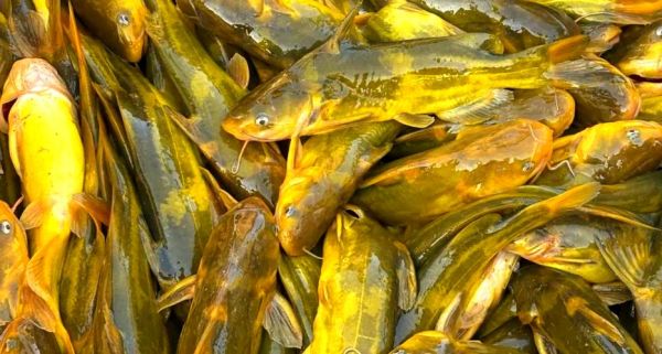 黄颡鱼养殖成本_黄颡鱼养殖利润-第2张图片-山城妙识