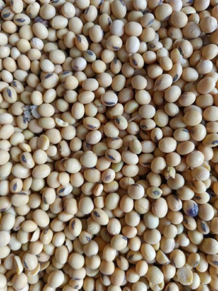 黄豆多少钱一斤_黄豆价格行情-第3张图片-山城妙识