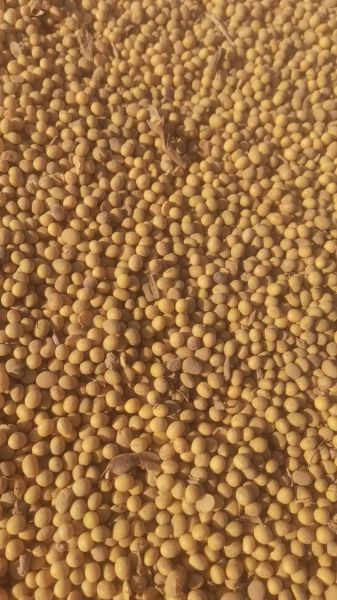 黄豆多少钱一斤_黄豆价格行情-第2张图片-山城妙识