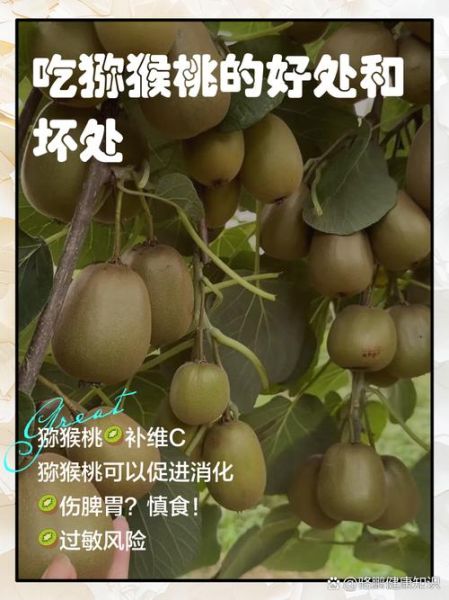 猕猴桃吃多了会怎么样_过量食用猕猴桃的危害-第1张图片-山城妙识 猕猴桃吃多了会怎么样_过量食用猕猴桃的危害-第1张图片-山城妙识