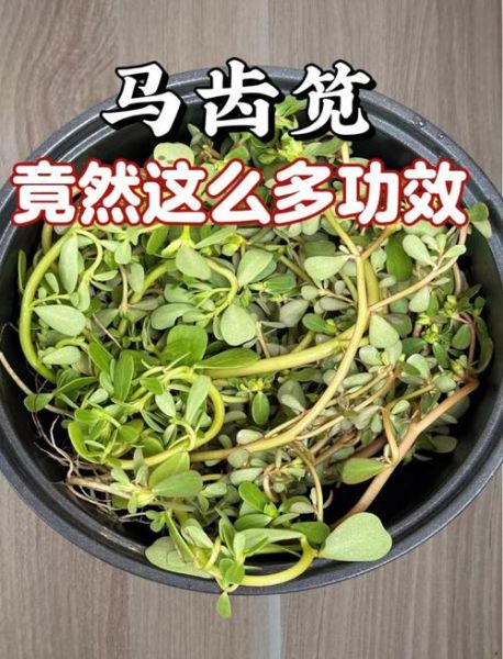 马齿苋治白发真的有效吗_马齿苋治白发的正确用法-第2张图片-山城妙识 马齿苋治白发真的有效吗_马齿苋治白发的正确用法-第2张图片-山城妙识