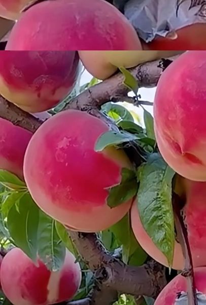 桃子图片可爱_如何拍出软萌感-第3张图片-山城妙识 桃子图片可爱_如何拍出软萌感-第3张图片-山城妙识