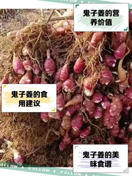 鬼子姜学名是什么_鬼子姜与洋姜区别-第2张图片-山城妙识 鬼子姜学名是什么_鬼子姜与洋姜区别-第2张图片-山城妙识