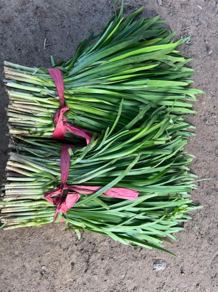 韭菜图片大图_韭菜高清图鉴-第2张图片-山城妙识