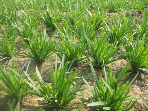 韭菜图片大图_韭菜高清图鉴-第3张图片-山城妙识