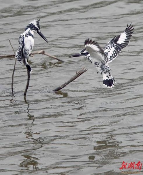 斑鱼狗鸟怎么区分_斑鱼狗鸟叫声特点-第2张图片-山城妙识