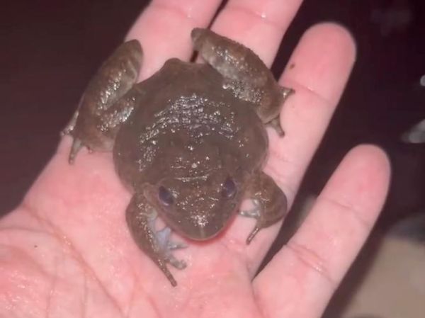 石蛙几只会被判刑_石蛙养殖数量限制-第2张图片-山城妙识