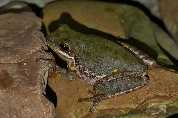 石蛙几只会被判刑_石蛙养殖数量限制-第3张图片-山城妙识