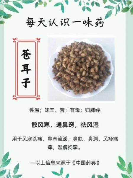 苍耳子香油怎么做_苍耳子香油治鼻炎有效吗-第1张图片-山城妙识 苍耳子香油怎么做_苍耳子香油治鼻炎有效吗-第1张图片-山城妙识