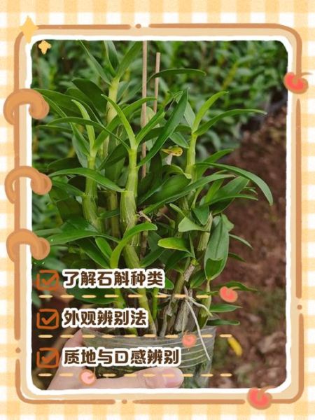 野生铁皮石斛图片大全_如何辨别真假-第2张图片-山城妙识 野生铁皮石斛图片大全_如何辨别真假-第2张图片-山城妙识