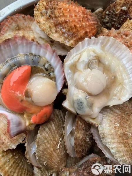 扇贝黄黄的可以吃吗_扇贝内脏食用安全-第2张图片-山城妙识