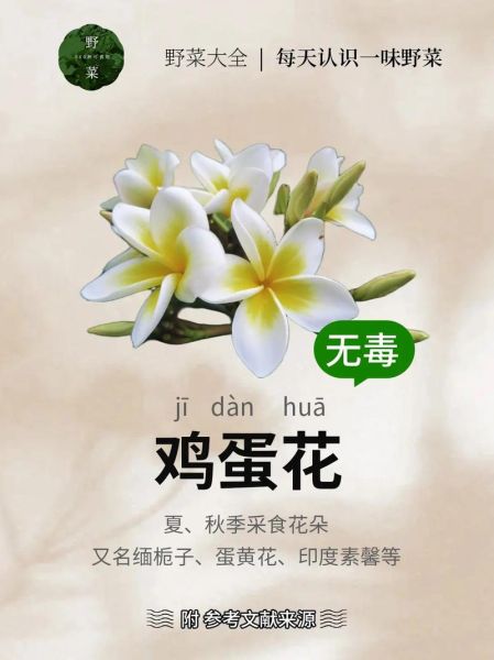 鸡蛋花有什么功效与禁忌_孕妇能吃吗-第1张图片-山城妙识 鸡蛋花有什么功效与禁忌_孕妇能吃吗-第1张图片-山城妙识
