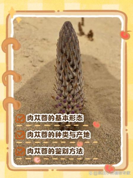 肉苁蓉长什么样_肉苁蓉图片特征-第3张图片-山城妙识