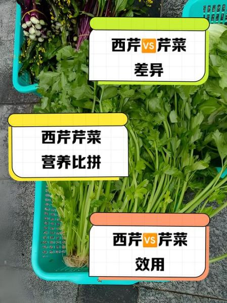 香芹和芹菜的区别_哪个更好吃-第2张图片-山城妙识 香芹和芹菜的区别_哪个更好吃-第2张图片-山城妙识