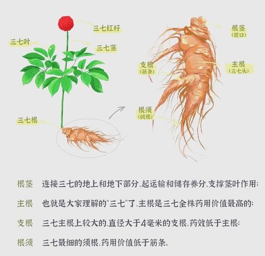 三七有几种_三七图片大全怎么区分-第1张图片-山城妙识