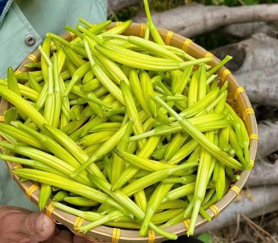 野生黄花菜能吃吗_如何辨别新鲜与有毒品种-第1张图片-山城妙识 野生黄花菜能吃吗_如何辨别新鲜与有毒品种-第1张图片-山城妙识