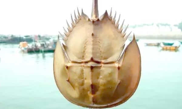 马蹄蟹是保护动物吗_马蹄蟹保护级别-第1张图片-山城妙识 马蹄蟹是保护动物吗_马蹄蟹保护级别-第1张图片-山城妙识