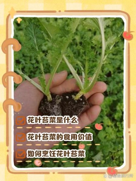 花叶苔菜的功效与作用_花叶苔菜怎么吃最好-第1张图片-山城妙识