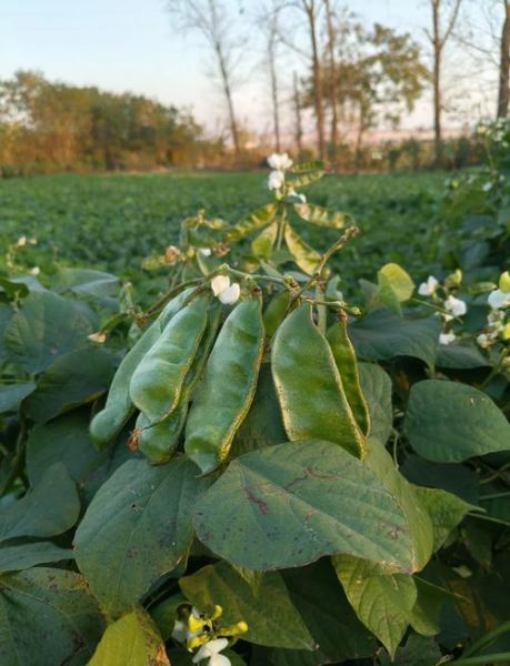 眉豆怎么炒好吃_眉豆炒什么最香-第3张图片-山城妙识 眉豆怎么炒好吃_眉豆炒什么最香-第3张图片-山城妙识