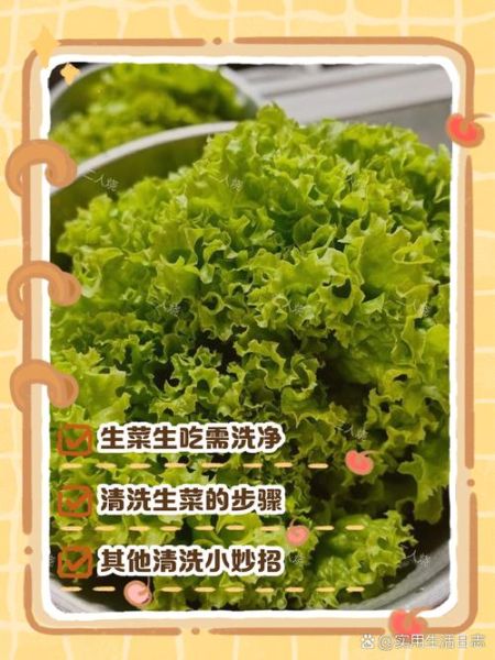 生菜生吃怎么处理_生菜生吃前要洗多久-第1张图片-山城妙识