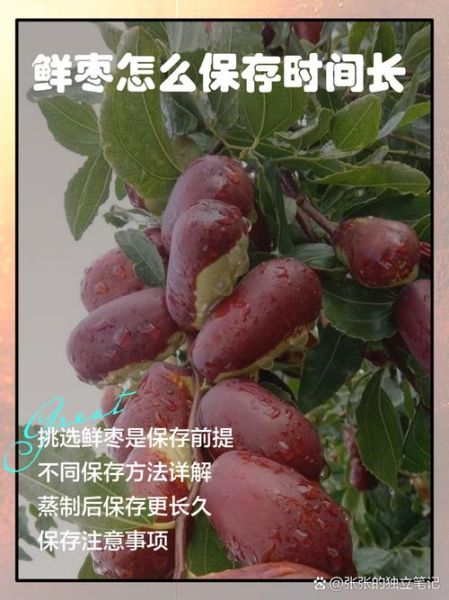 鲜枣怎么保存不会坏_鲜枣可以放冰箱吗-第2张图片-山城妙识