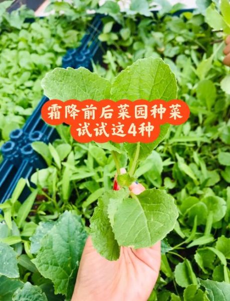 霜降吃什么蔬菜_霜降养生蔬菜推荐-第2张图片-山城妙识