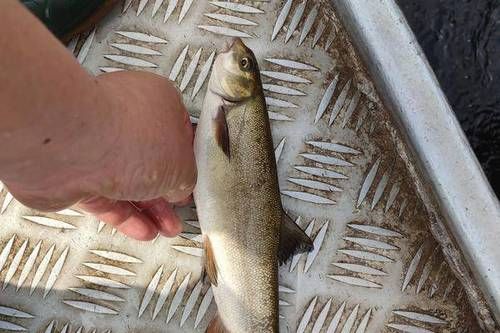 细甲鱼多少钱一斤_细甲鱼价格为什么差异大-第1张图片-山城妙识 细甲鱼多少钱一斤_细甲鱼价格为什么差异大-第1张图片-山城妙识