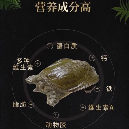 细甲鱼多少钱一斤_细甲鱼价格为什么差异大-第2张图片-山城妙识 细甲鱼多少钱一斤_细甲鱼价格为什么差异大-第2张图片-山城妙识