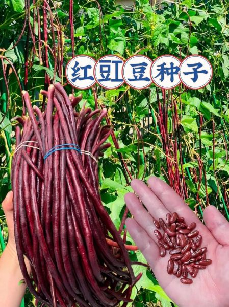 豇豆怎么读_豇豆读音是什么-第1张图片-山城妙识