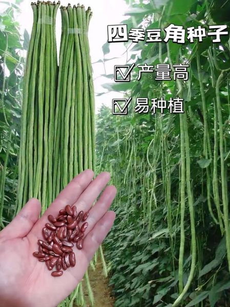 豇豆怎么读_豇豆读音是什么-第3张图片-山城妙识