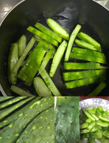 仙人掌能抗肿瘤吗_仙人掌抗肿瘤的吃法-第1张图片-山城妙识 仙人掌能抗肿瘤吗_仙人掌抗肿瘤的吃法-第1张图片-山城妙识